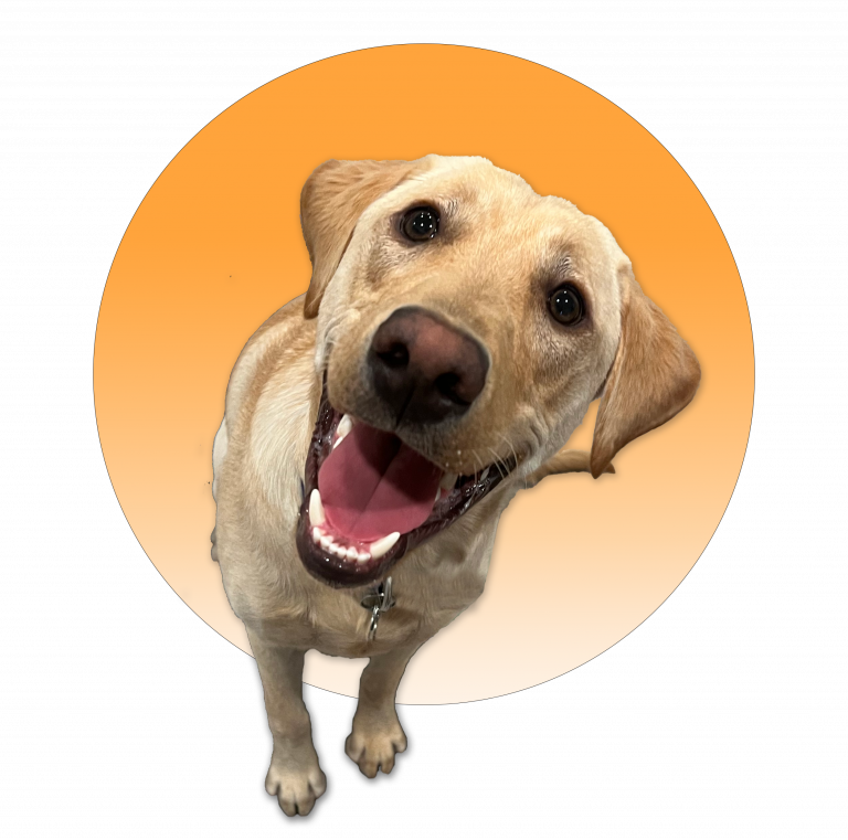 Beyond ChatBots: AI Revolution in Dog Health and Behavior